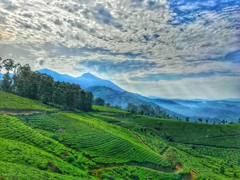 Voyage à Munnar : Guide des Meilleures Activités et Sites du Kerala